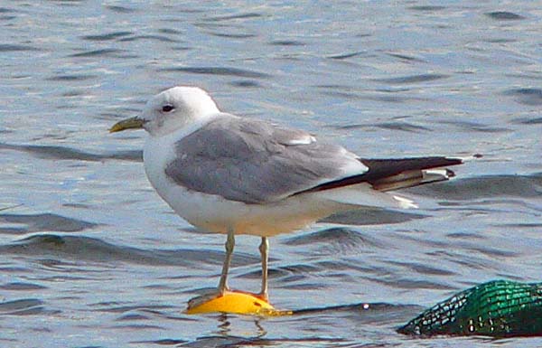 Common Gull, adult summer plumage